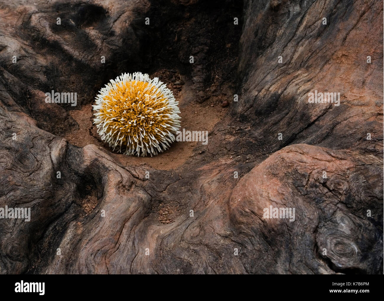 Kadamba tree hi-res stock photography and images - Alamy