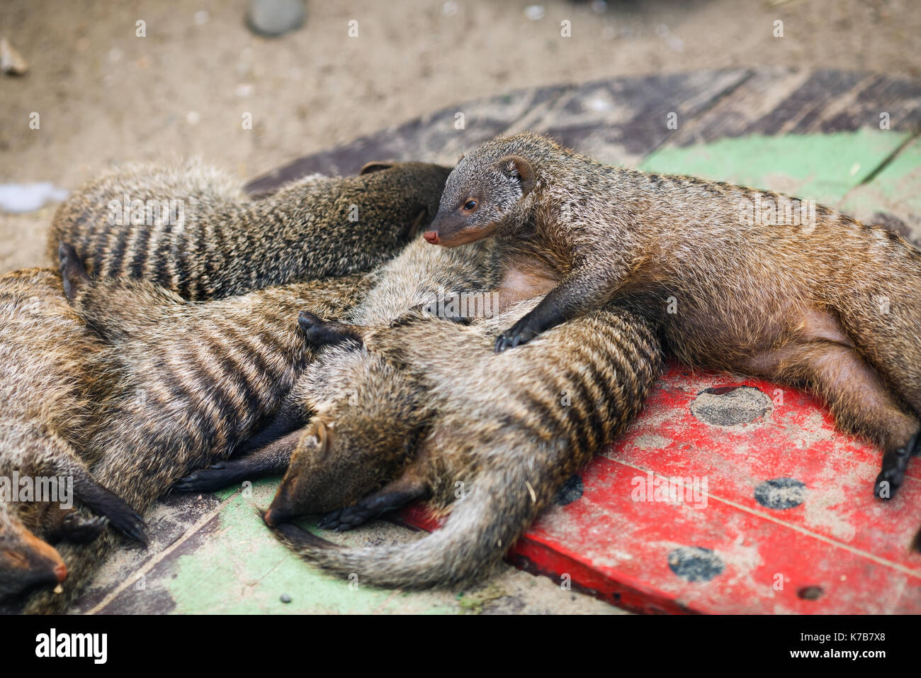 Small indian mongoose hi-res stock photography and images - Alamy