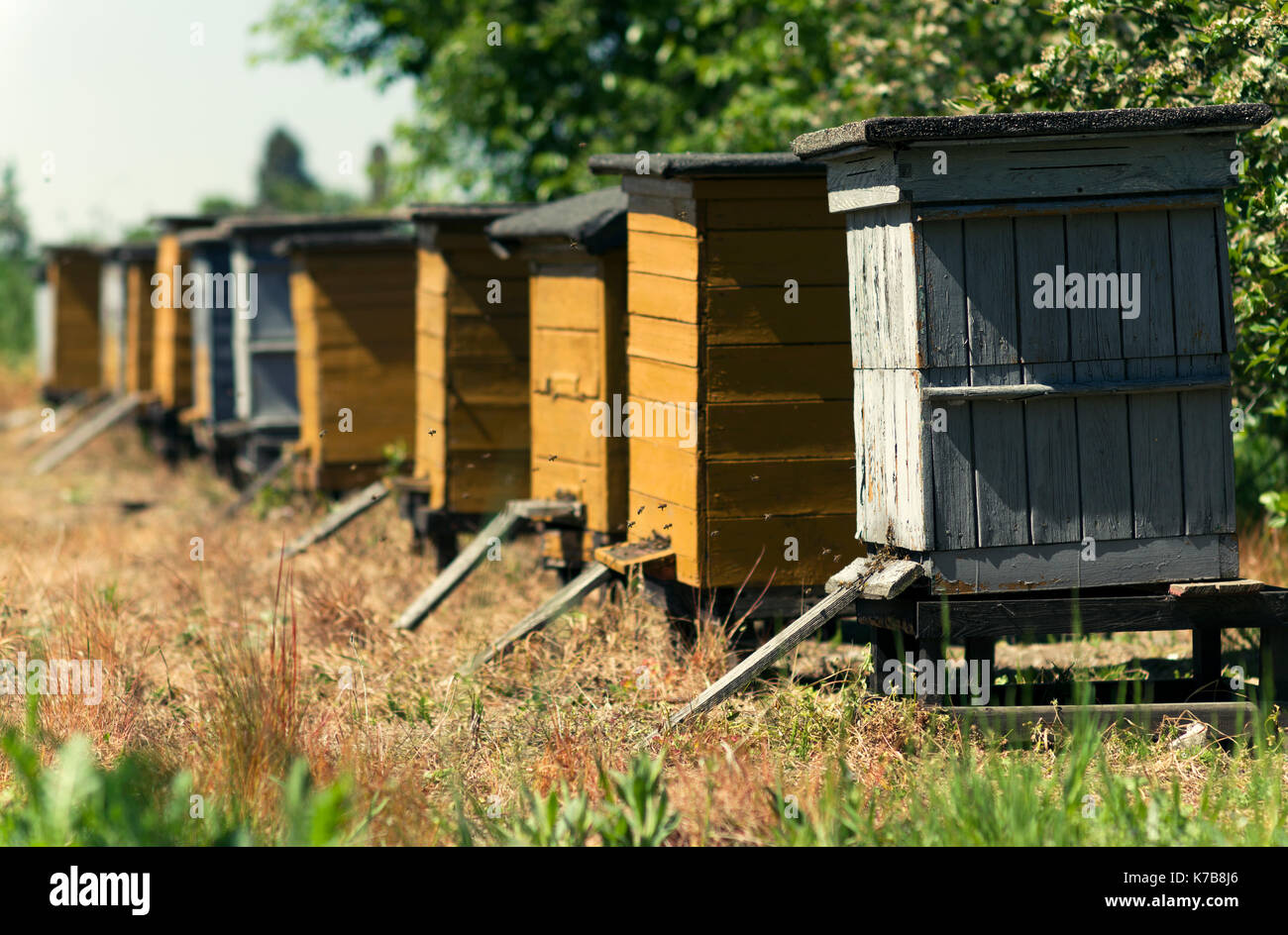 Wooden bee hives hi-res stock photography and images - Alamy