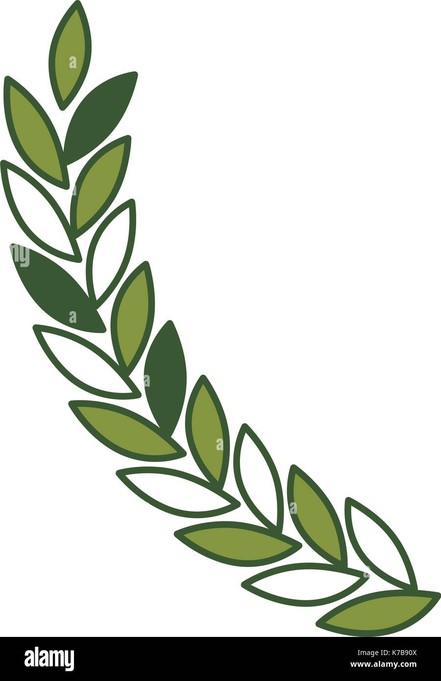 olive branch closeup in green color Stock Vector Image & Art - Alamy