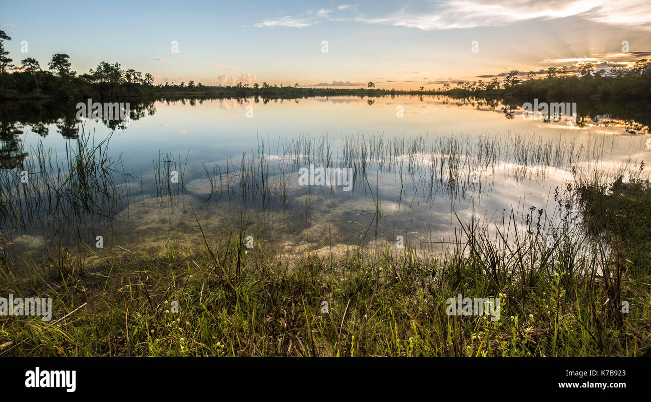 Everglades sawgrass sunset hi-res stock photography and images - Alamy