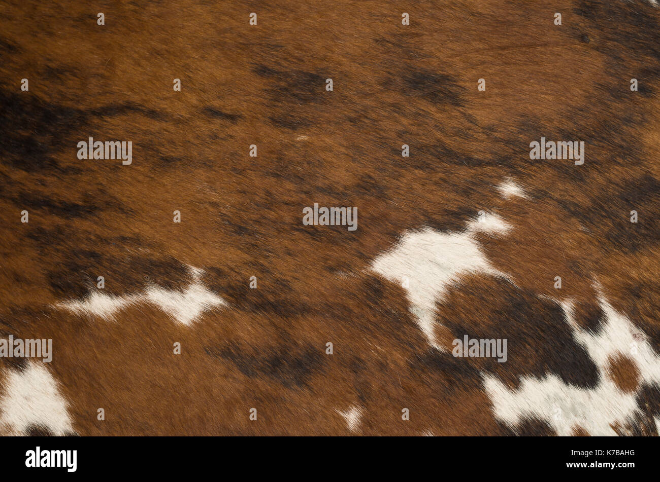 Cattle hair texture Stock Photo - Alamy