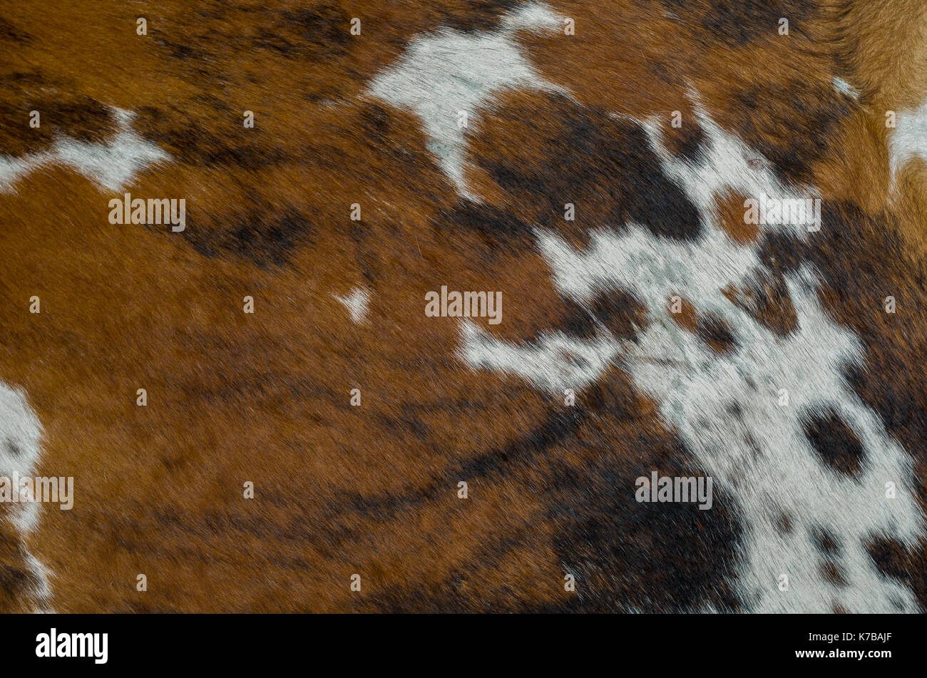 Cattle hair texture Stock Photo - Alamy