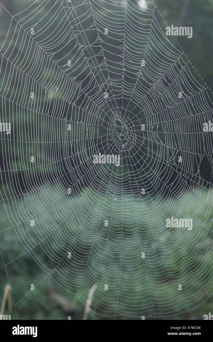 Spider love hi-res stock photography and images - Alamy