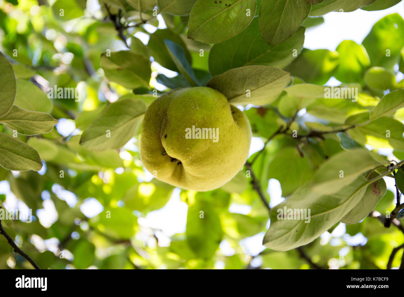 Quince on branch. Organic quince ripe on branch in fall season Stock ...