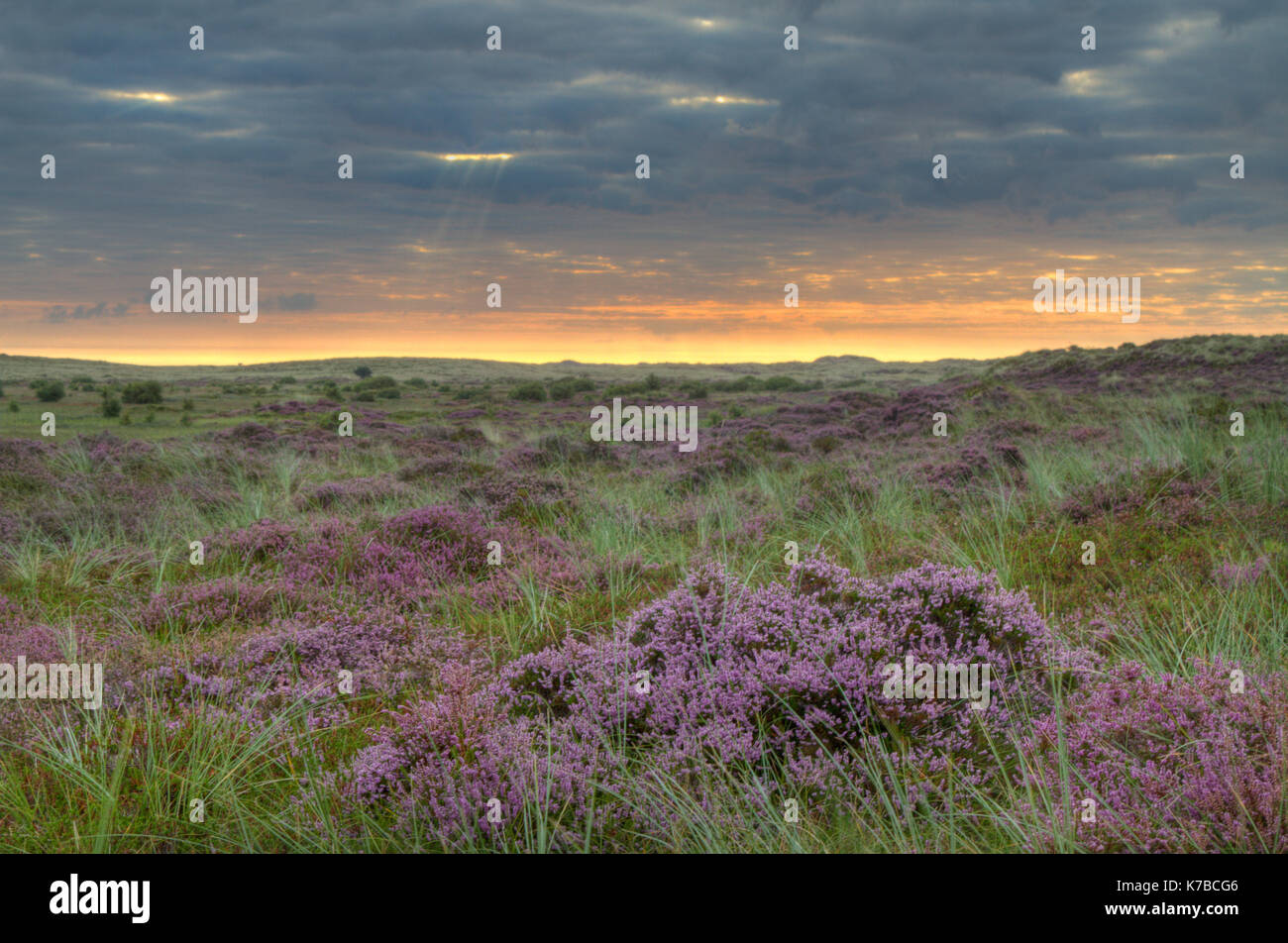Purple heather moorland hi-res stock photography and images - Alamy