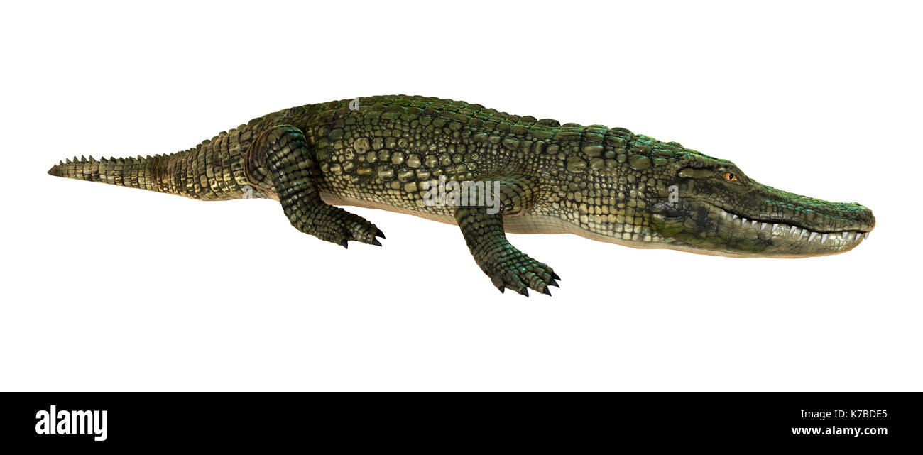 3D rendering of a green American alligator isolated on white background ...