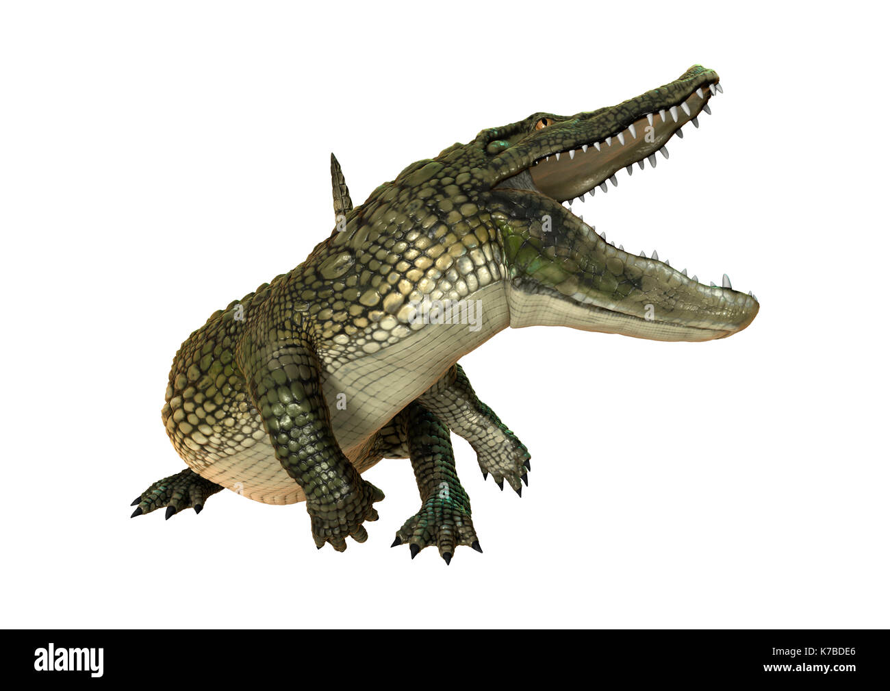 3D rendering of a green American alligator isolated on white background ...