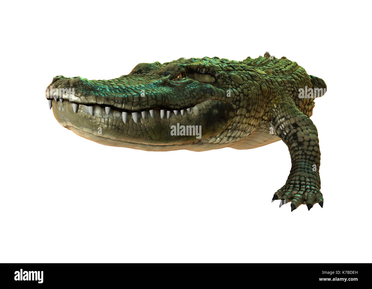 3D rendering of a green American alligator isolated on white background ...