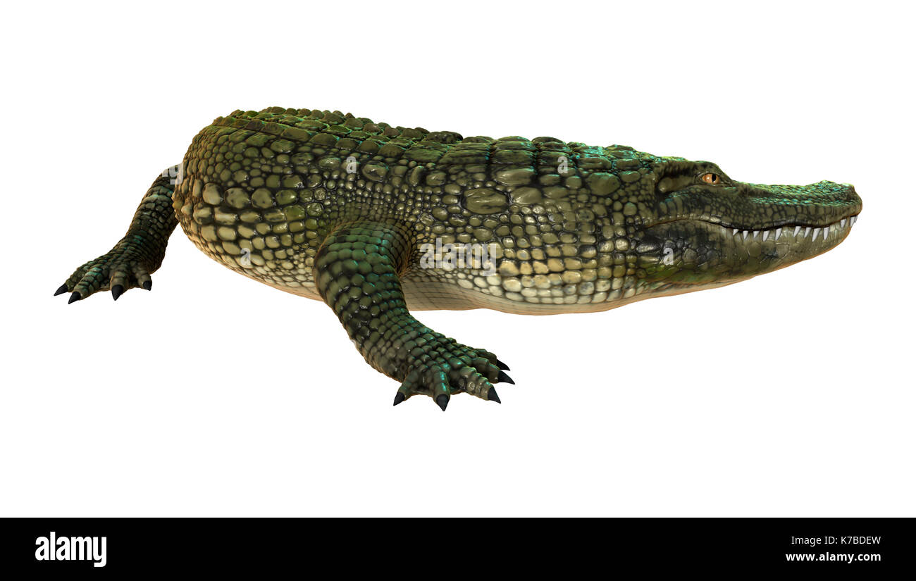 3D rendering of a green American alligator isolated on white background ...