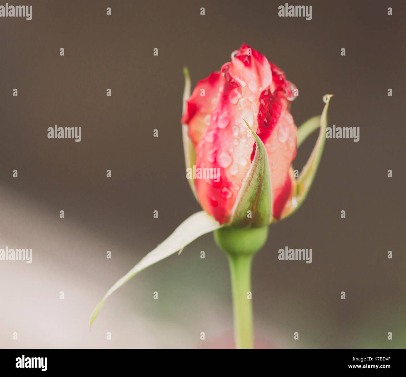 Wet rose bud hi-res stock photography and images - Alamy