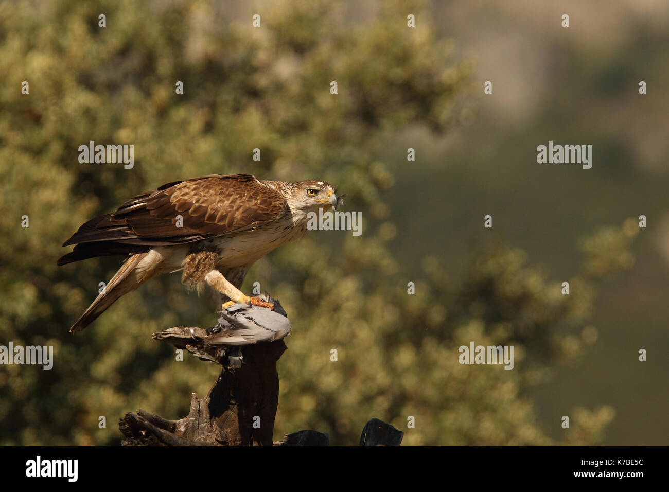 Bald eagle hunting water hi-res stock photography and images - Alamy