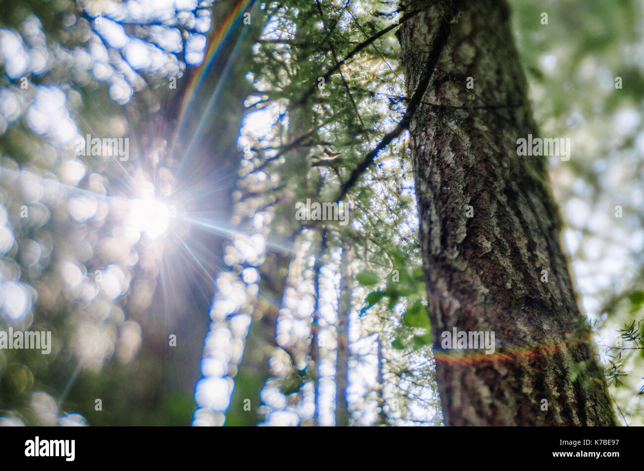 Tree trees trunk sunlight hi-res stock photography and images - Alamy
