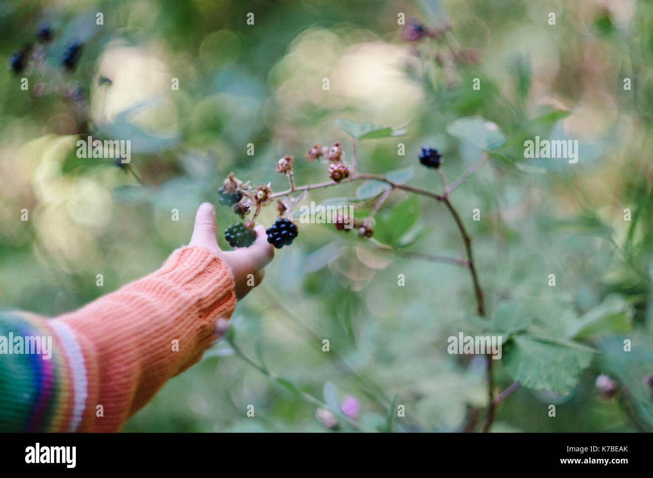 Hand picking fruits hi-res stock photography and images - Alamy