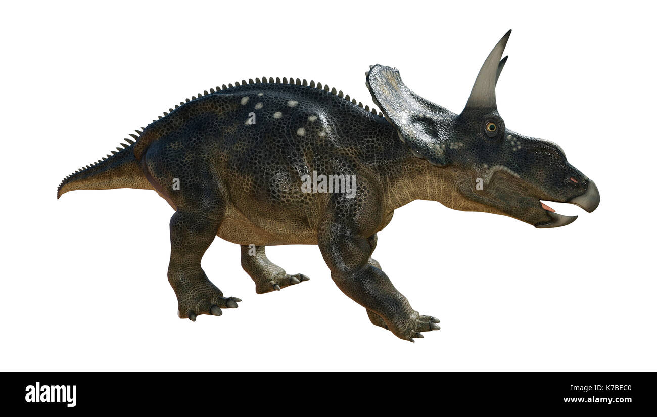 3D rendering of a dinosaur Diceratops isolated on white background ...