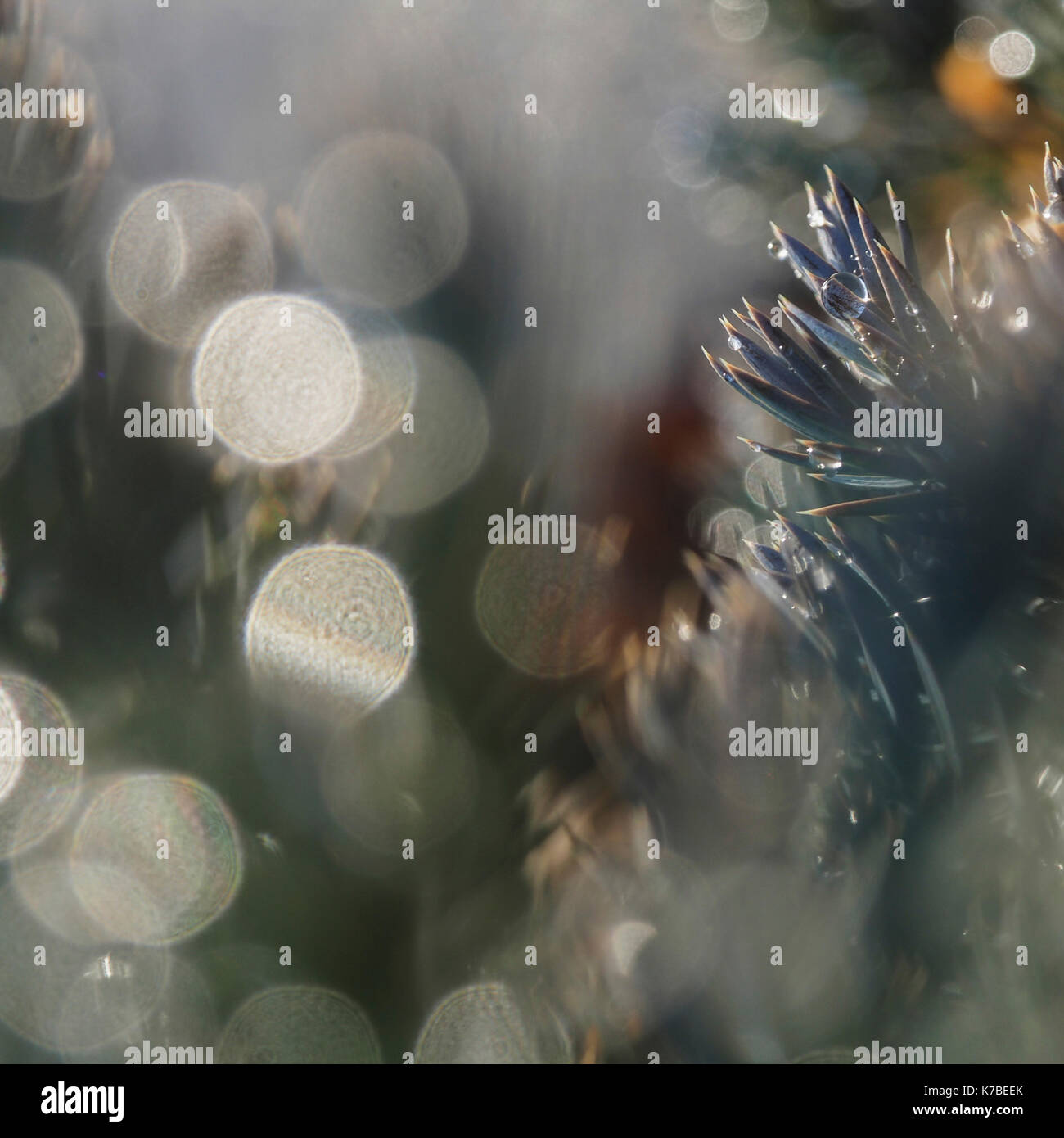 Water drops on lens hi-res stock photography and images - Alamy