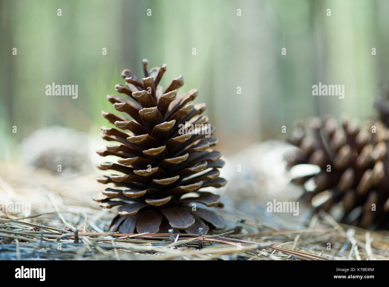 Pine cone development hi-res stock photography and images - Alamy