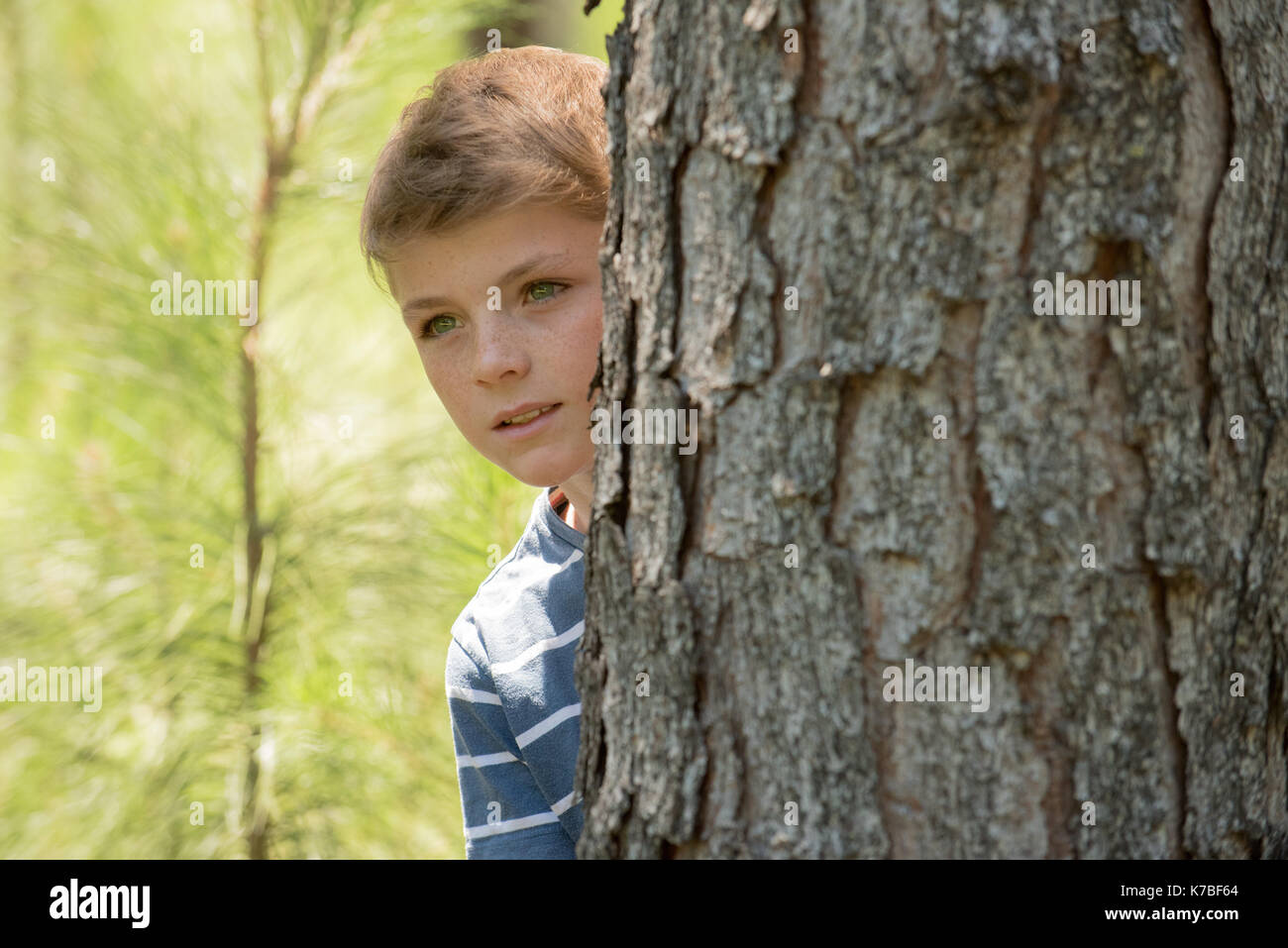 Boy peeking around tree trunk Stock Photo - Alamy