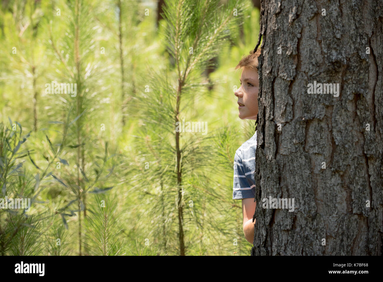 Boy hiding behind tree trunk Stock Photo - Alamy
