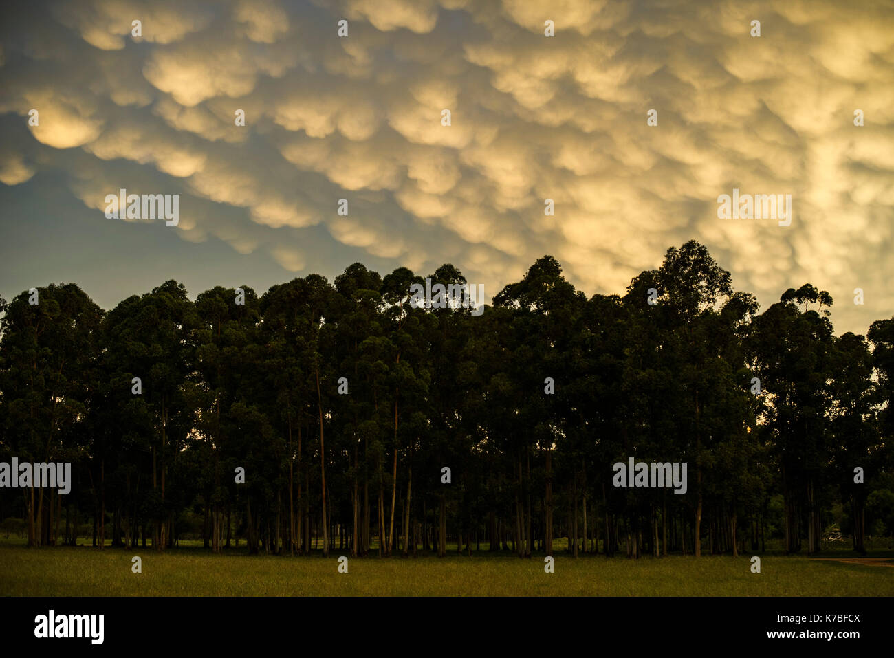 Beauty in the woods hi-res stock photography and images - Alamy