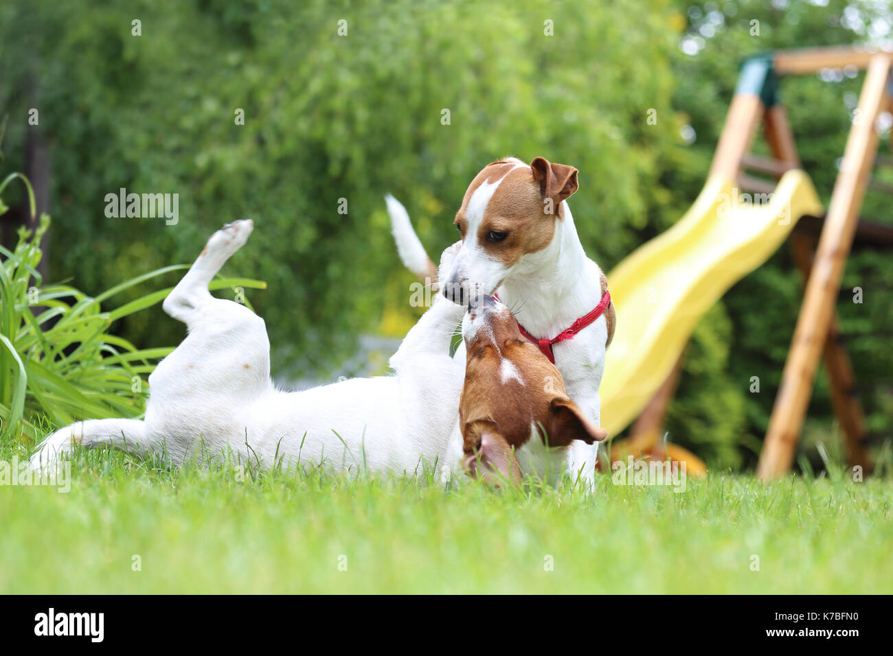 Puppy. Jack russell terrier playing on the grass Stock Photo - Alamy