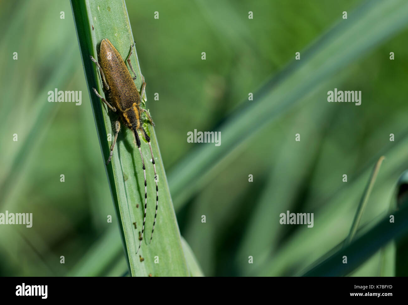 Antennae insect hi-res stock photography and images - Alamy