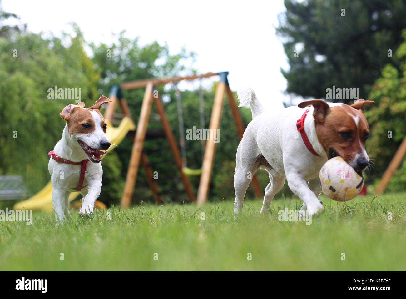 Dogs play with a ball in the garden Stock Photo - Alamy