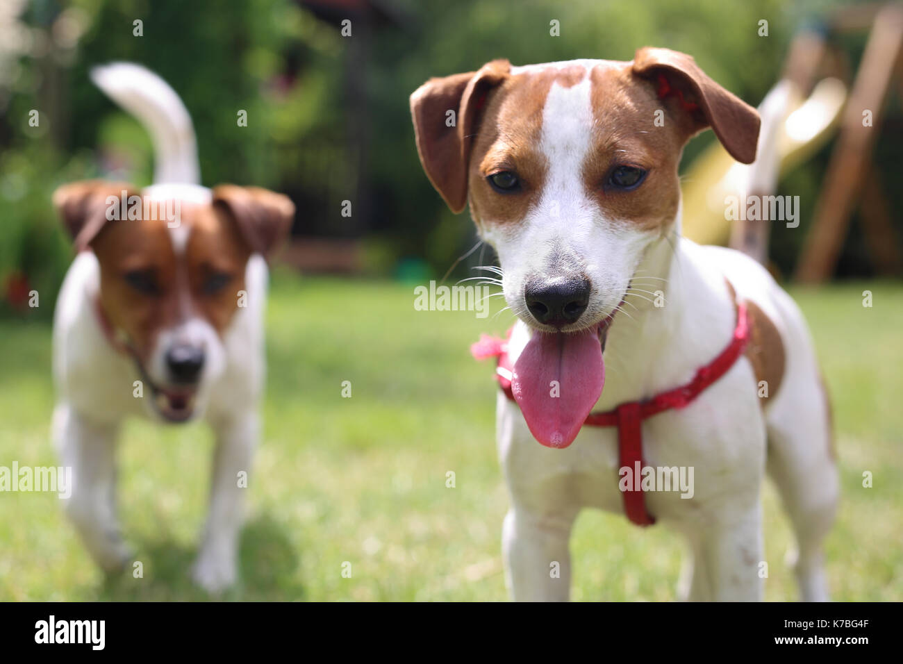 Breeding dogs. Pair of dogs playing in the garden Stock Photo - Alamy
