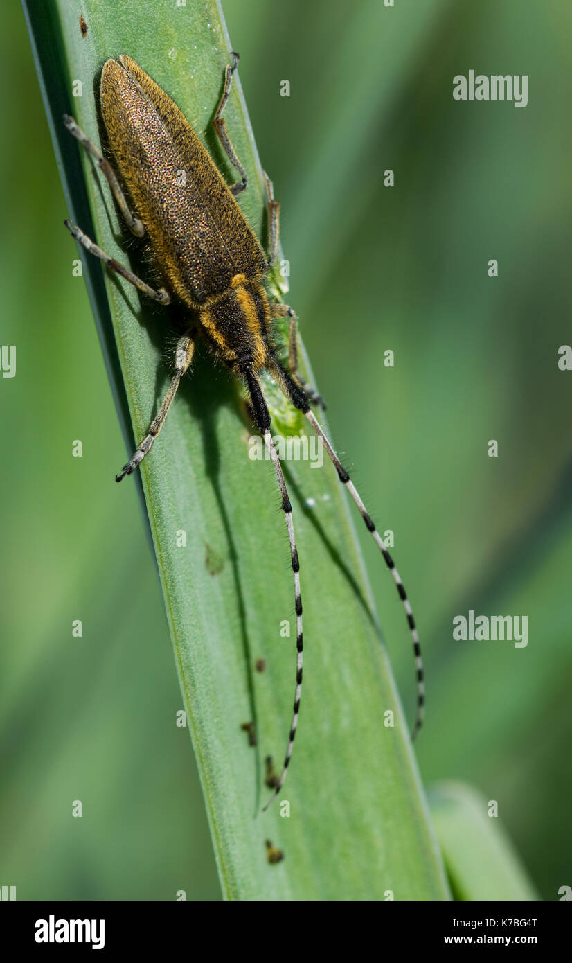 Antennae insect hi-res stock photography and images - Alamy
