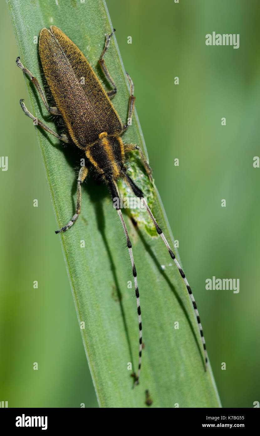 Maltese bug hi-res stock photography and images - Alamy