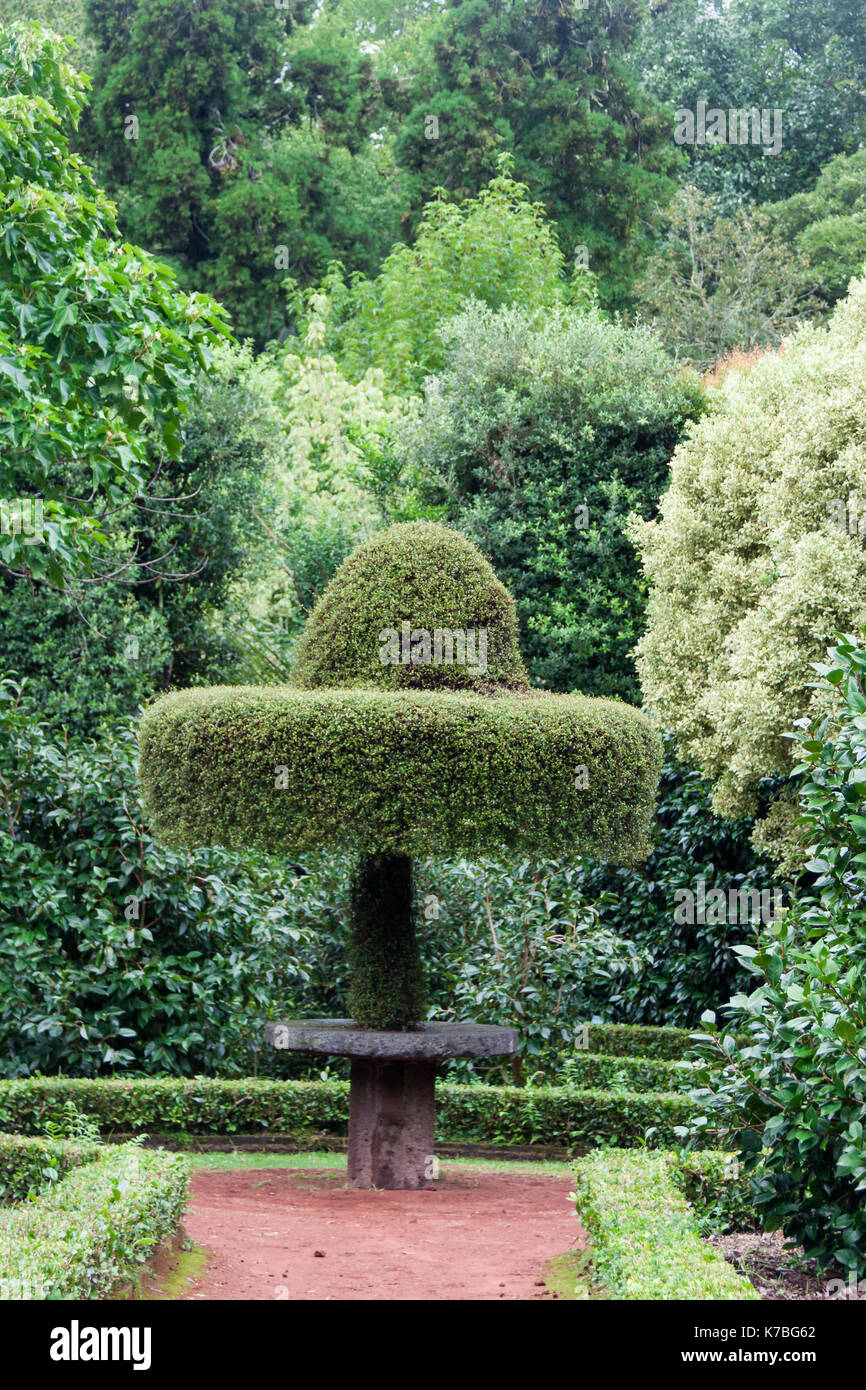 Tree cut like hat in Terra Nostra Park in Furnas, Sao Miguel, Azores ...