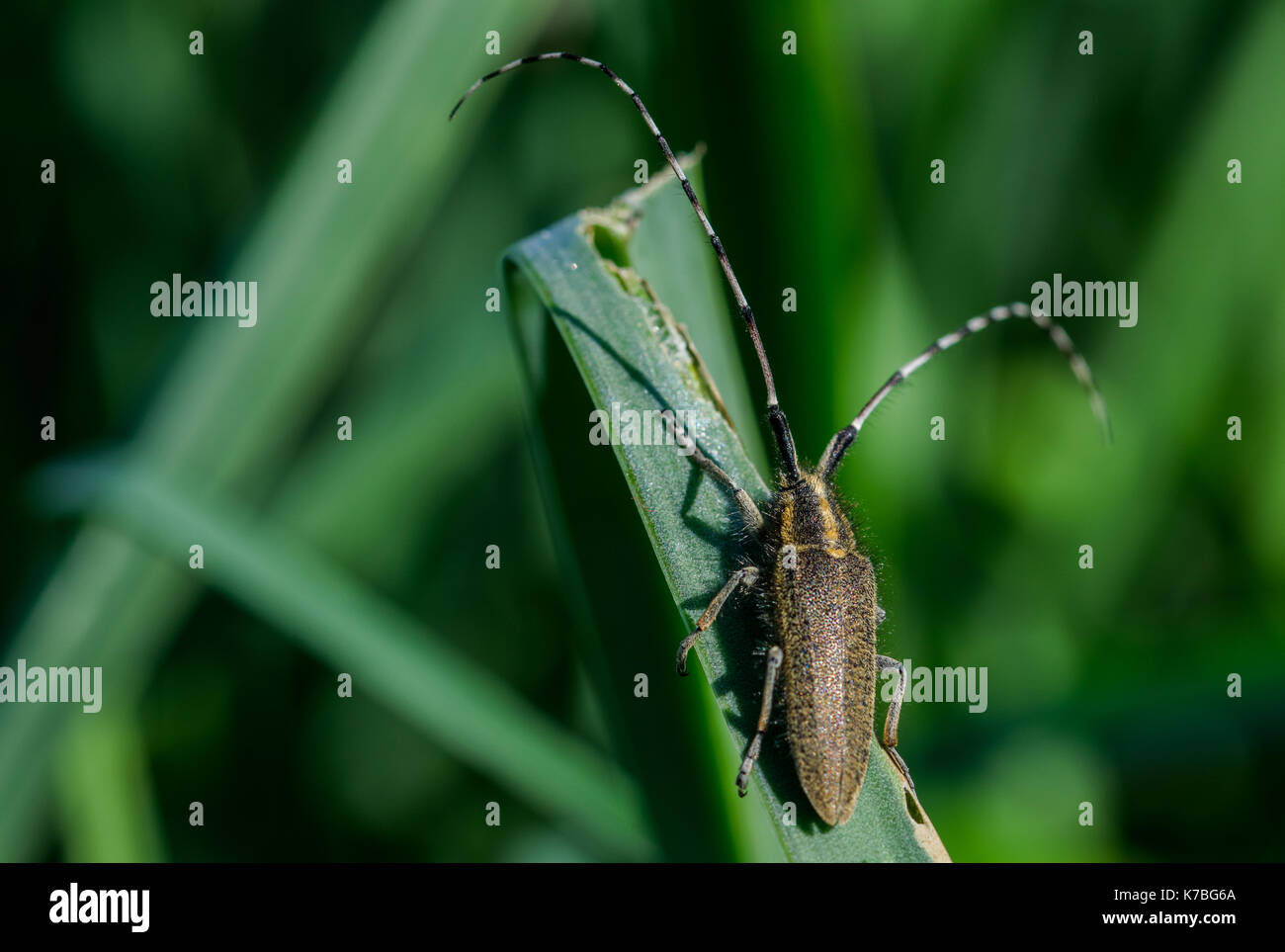 A yellow Asphodel Long Horned Beetle, Agapanthia asphodeli, (insect ...