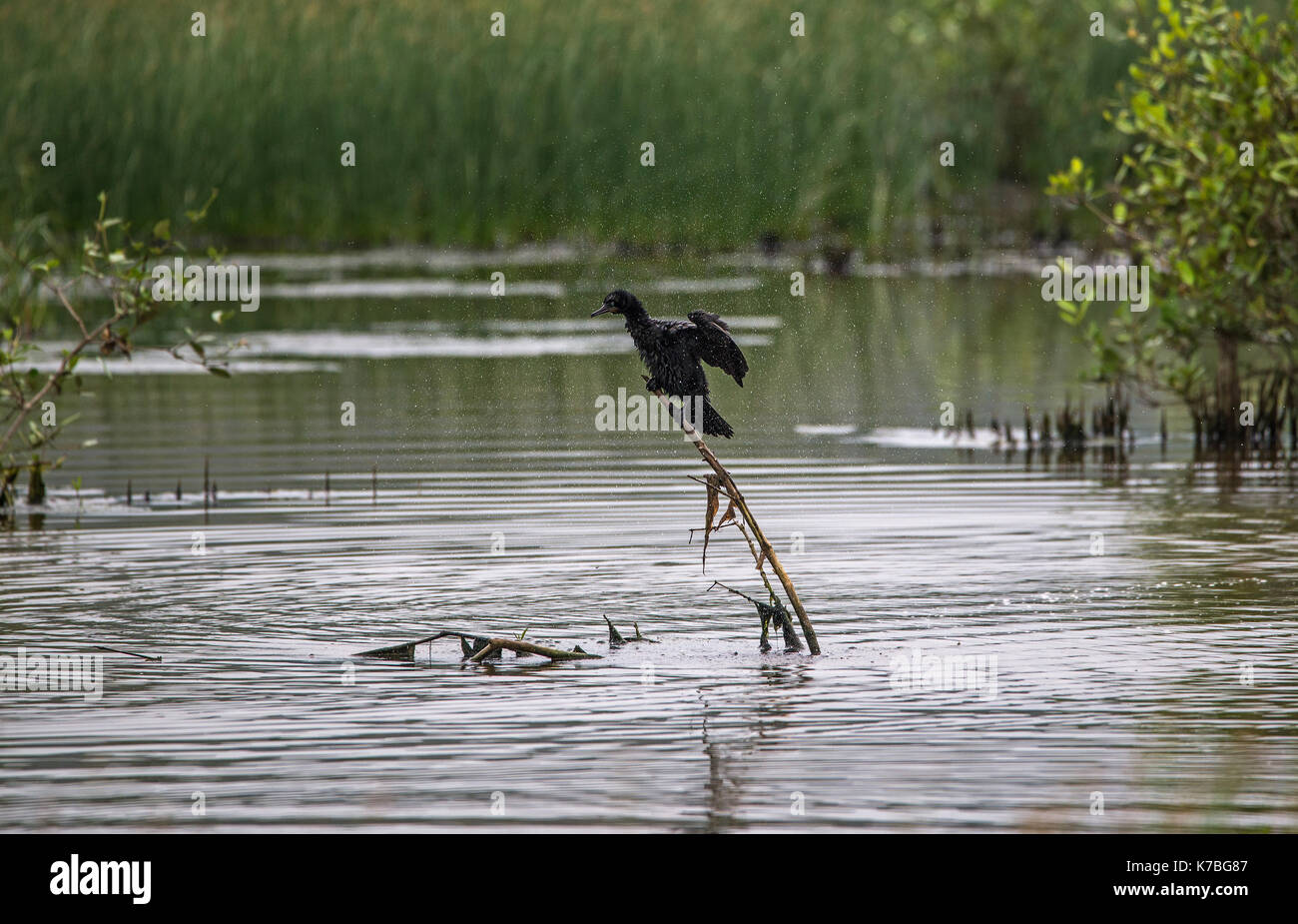 An Indian Comorant shaking water off from its body Stock Photo - Alamy