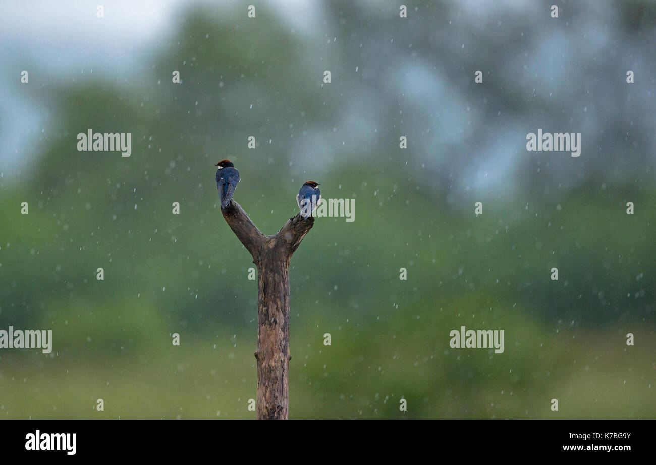 A pair of wire tailed swallows sitting on an old tree branch in a field ...