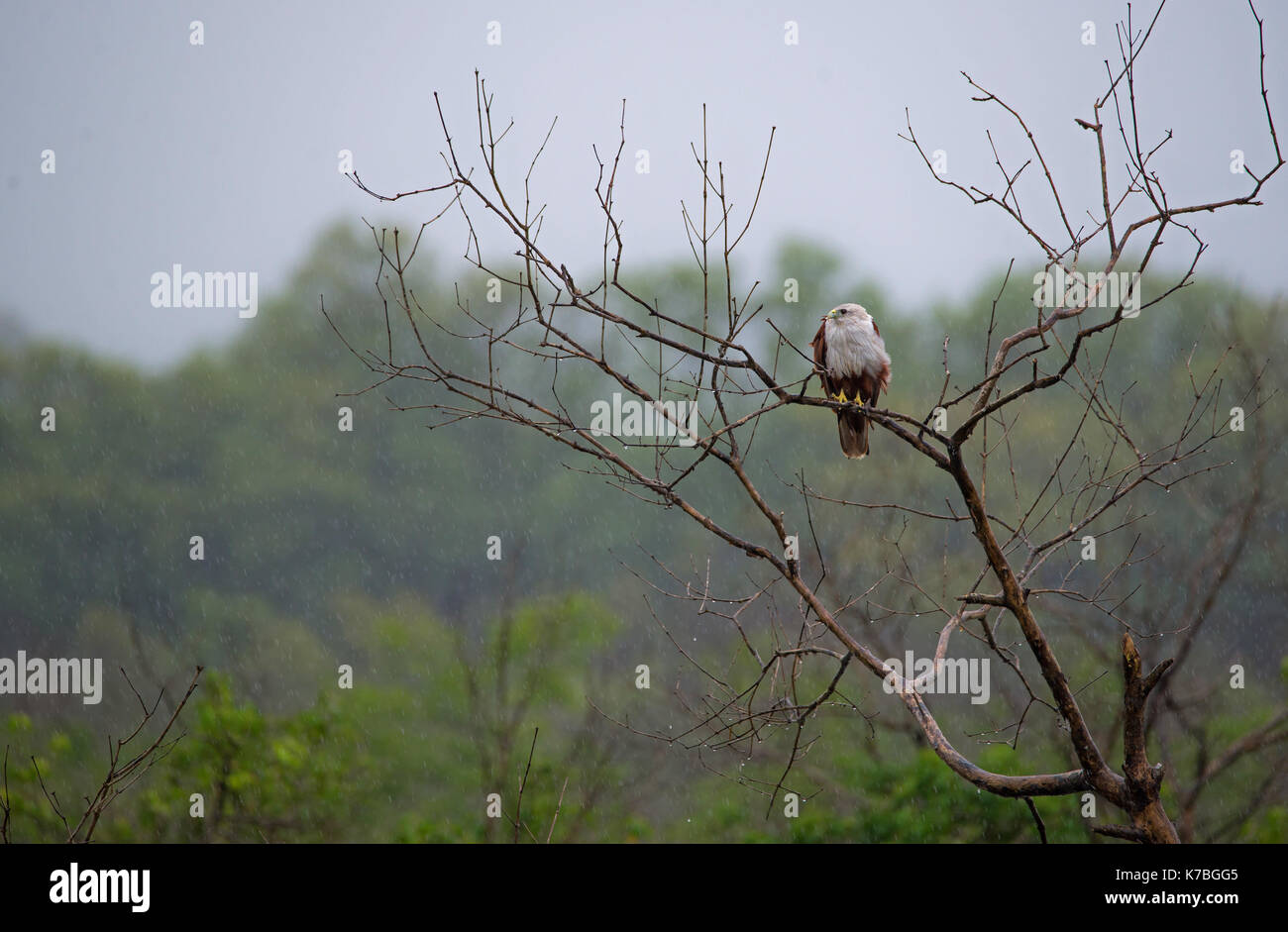 Red backed bird hi-res stock photography and images - Alamy