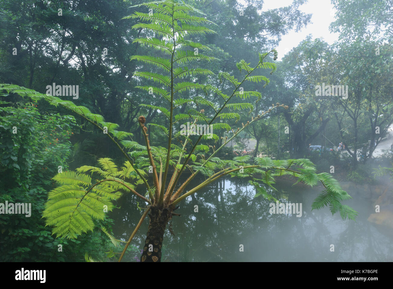 Cyatheales, tree fern in xiamen rainforest, China Stock Photo - Alamy