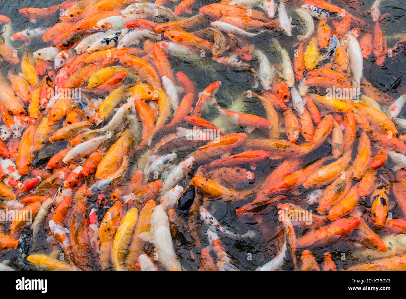 Gold fish in pond hi-res stock photography and images - Alamy
