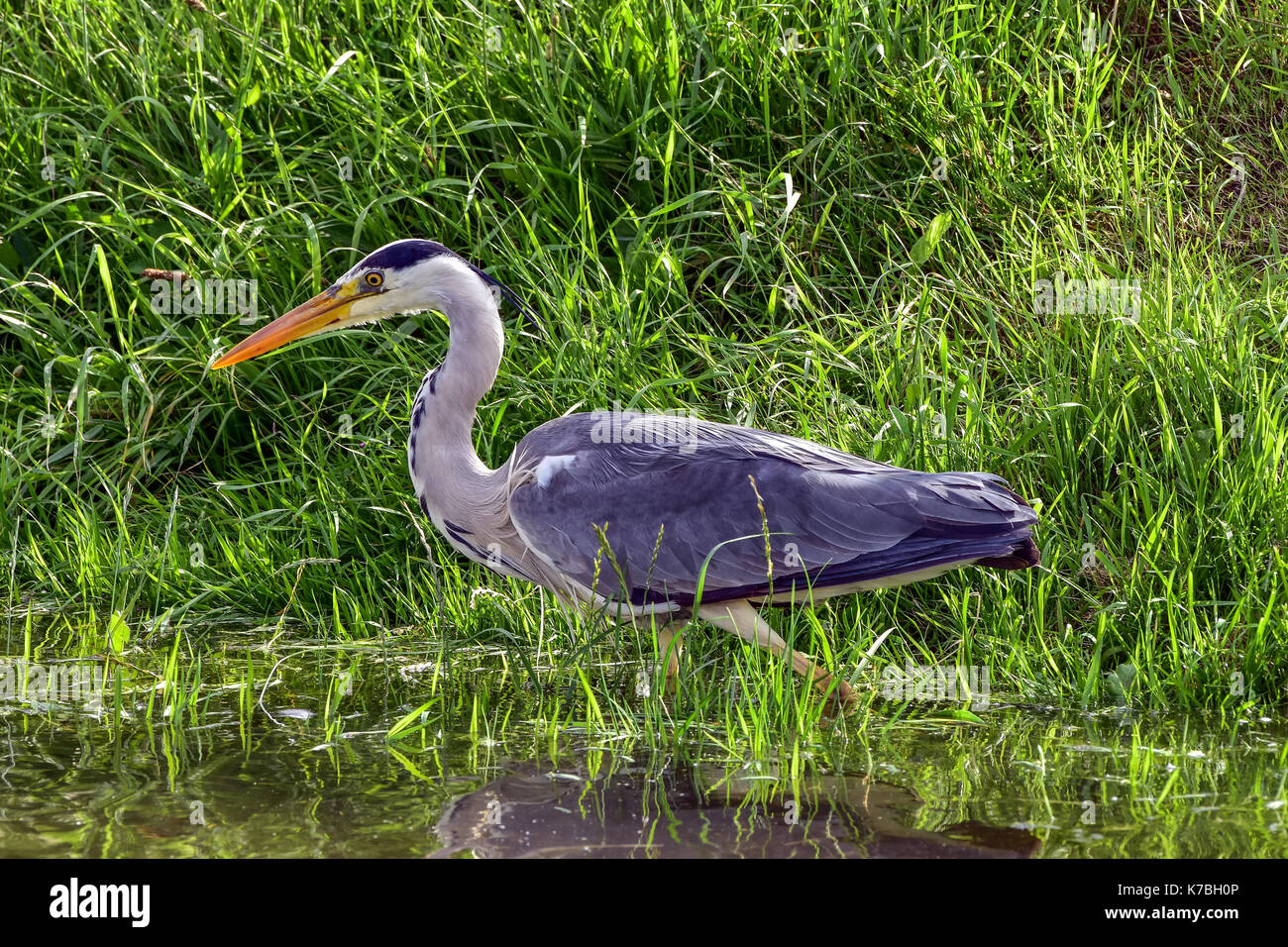 White stork hunting in hi-res stock photography and images - Alamy