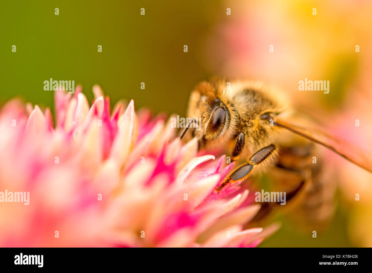 bee on flower of livelong Stock Photo - Alamy