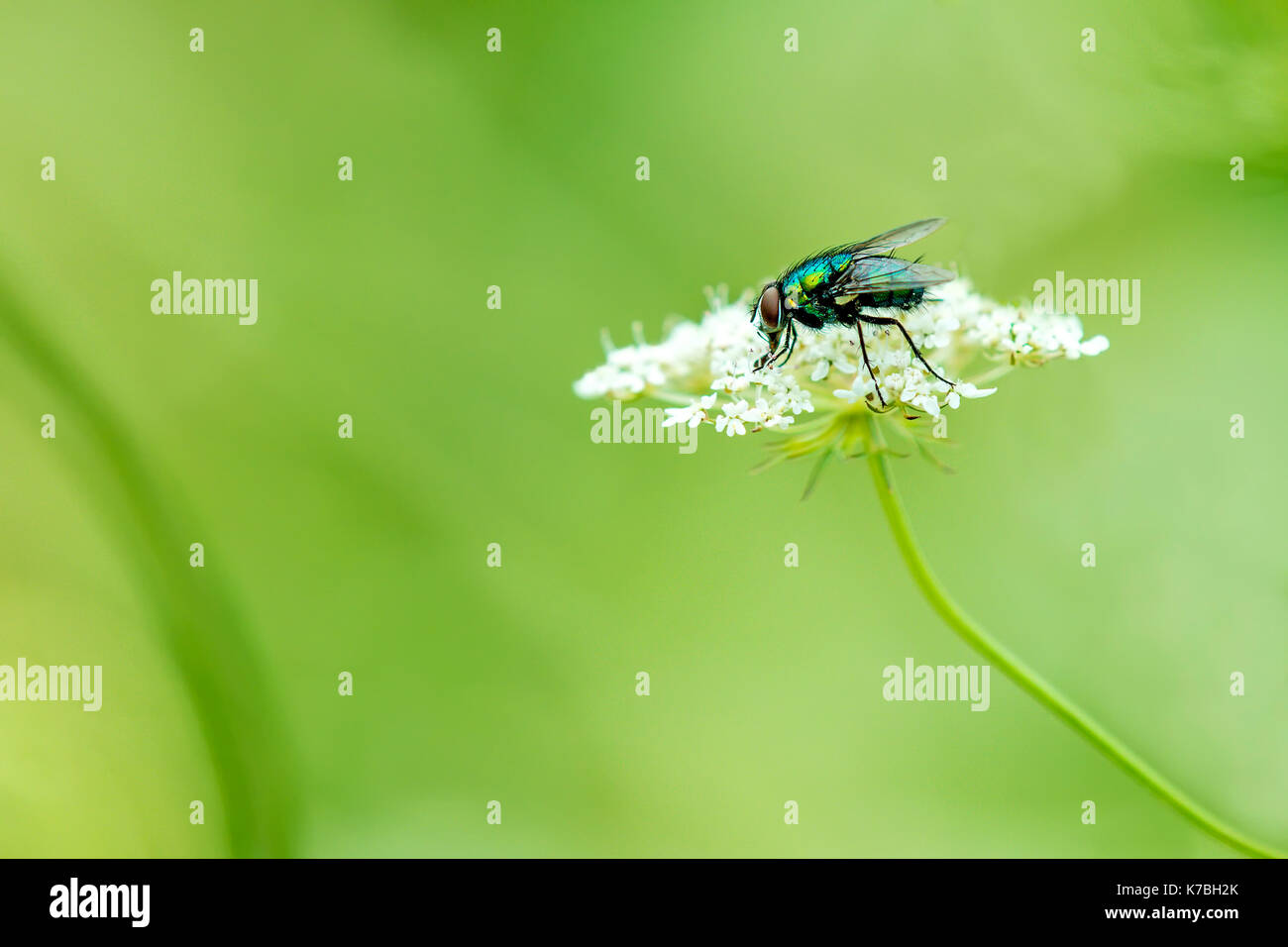 fly on a wild flower Stock Photo - Alamy