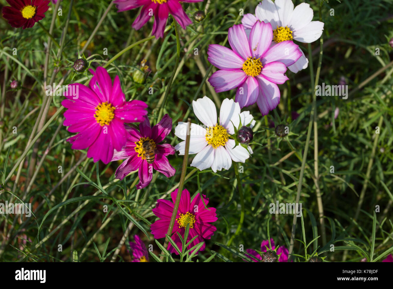 Colourful calliopsis flower blooming under the sunshine Stock Photo - Alamy