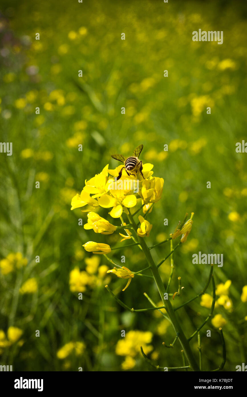 Field of yellow flowering oilseed rape, rapeseed plant Stock Photo - Alamy