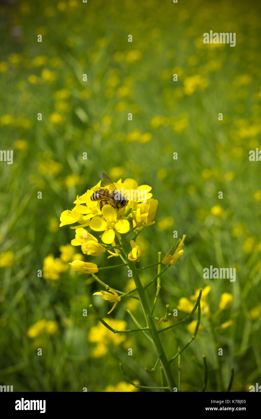 Field of yellow flowering oilseed rape, rapeseed plant Stock Photo - Alamy