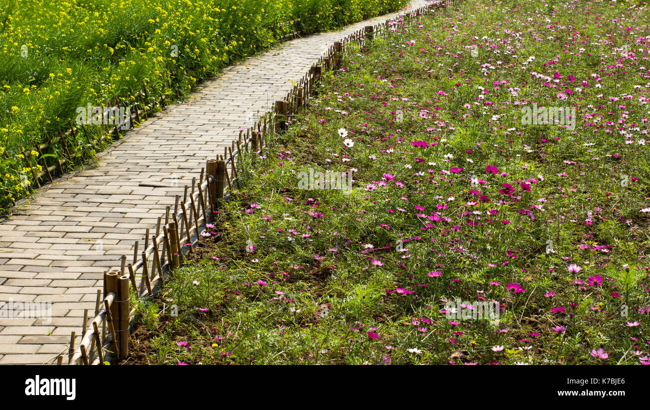 Colourful calliopsis flower blooming under the sunshine Stock Photo - Alamy