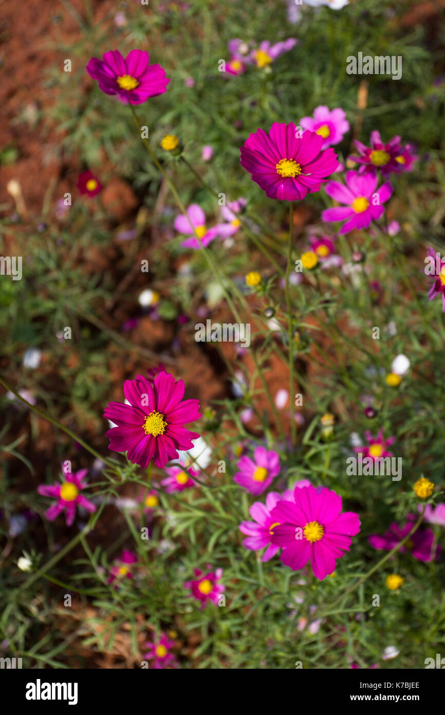 Colourful calliopsis flower blooming under the sunshine Stock Photo - Alamy
