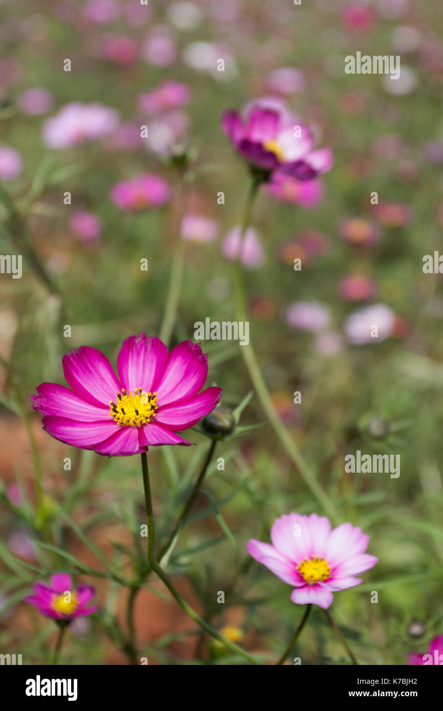 Colourful calliopsis flower blooming under the sunshine Stock Photo - Alamy
