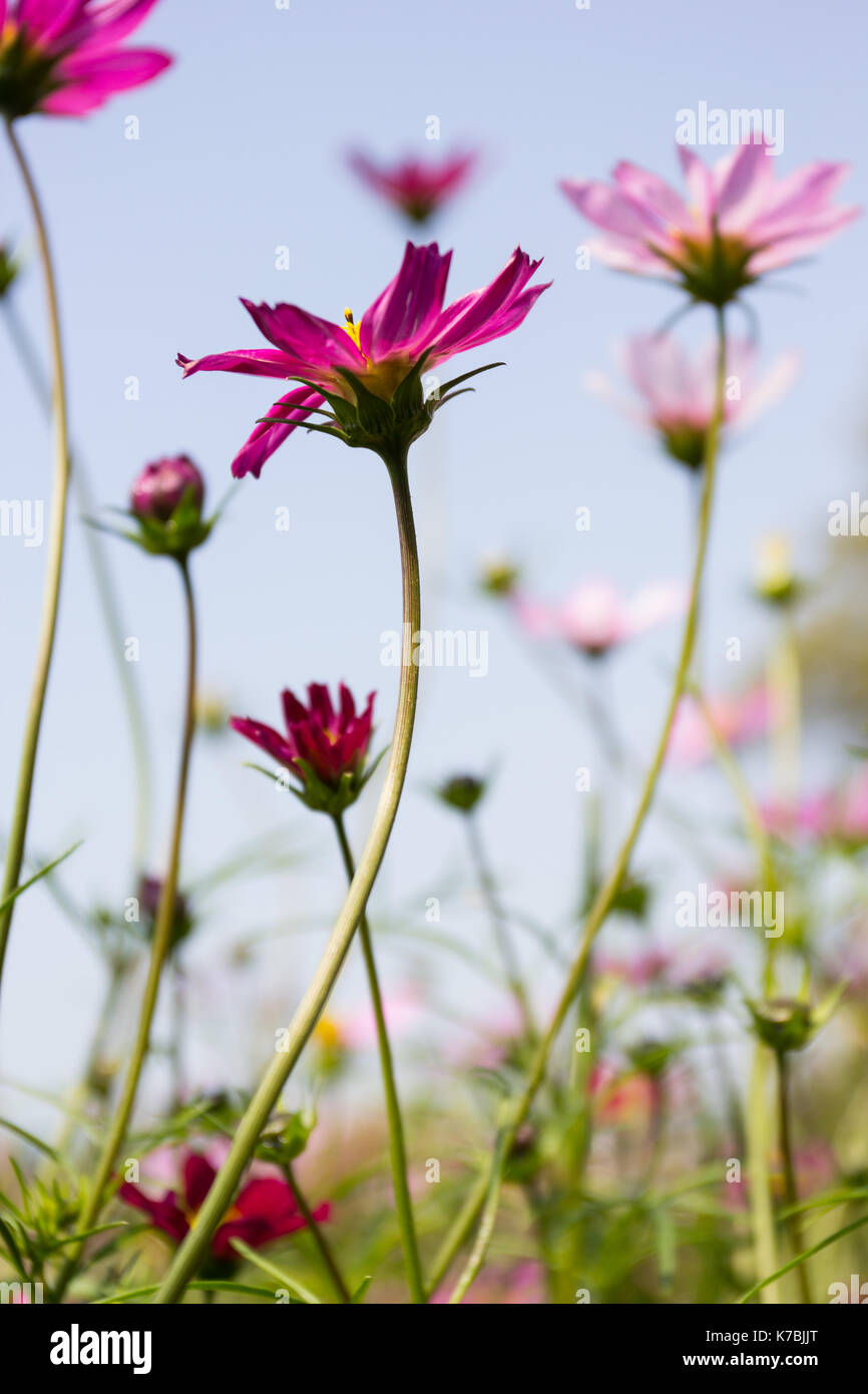 Colourful calliopsis flower blooming under the sunshine Stock Photo - Alamy
