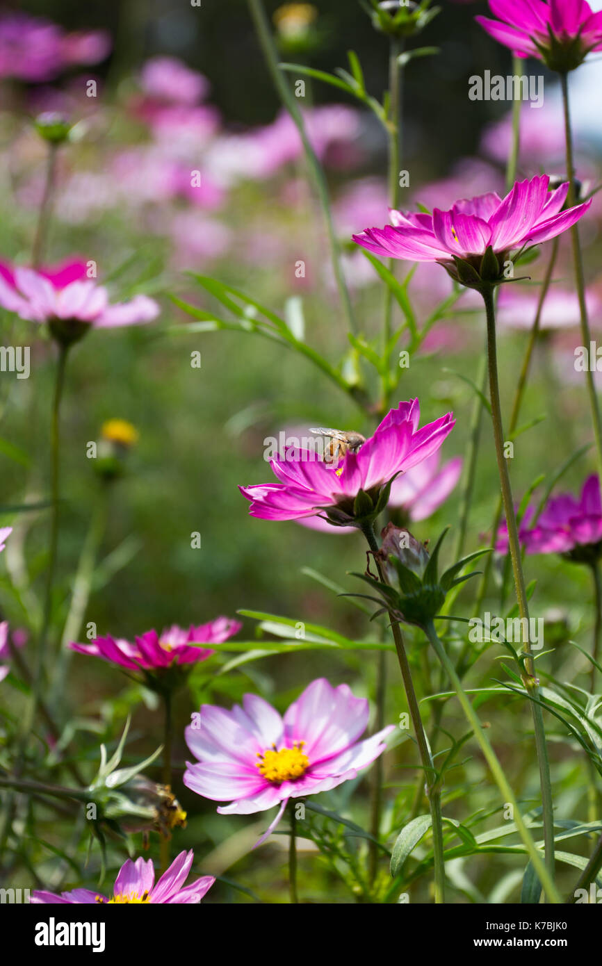 Colourful calliopsis flower blooming under the sunshine Stock Photo - Alamy