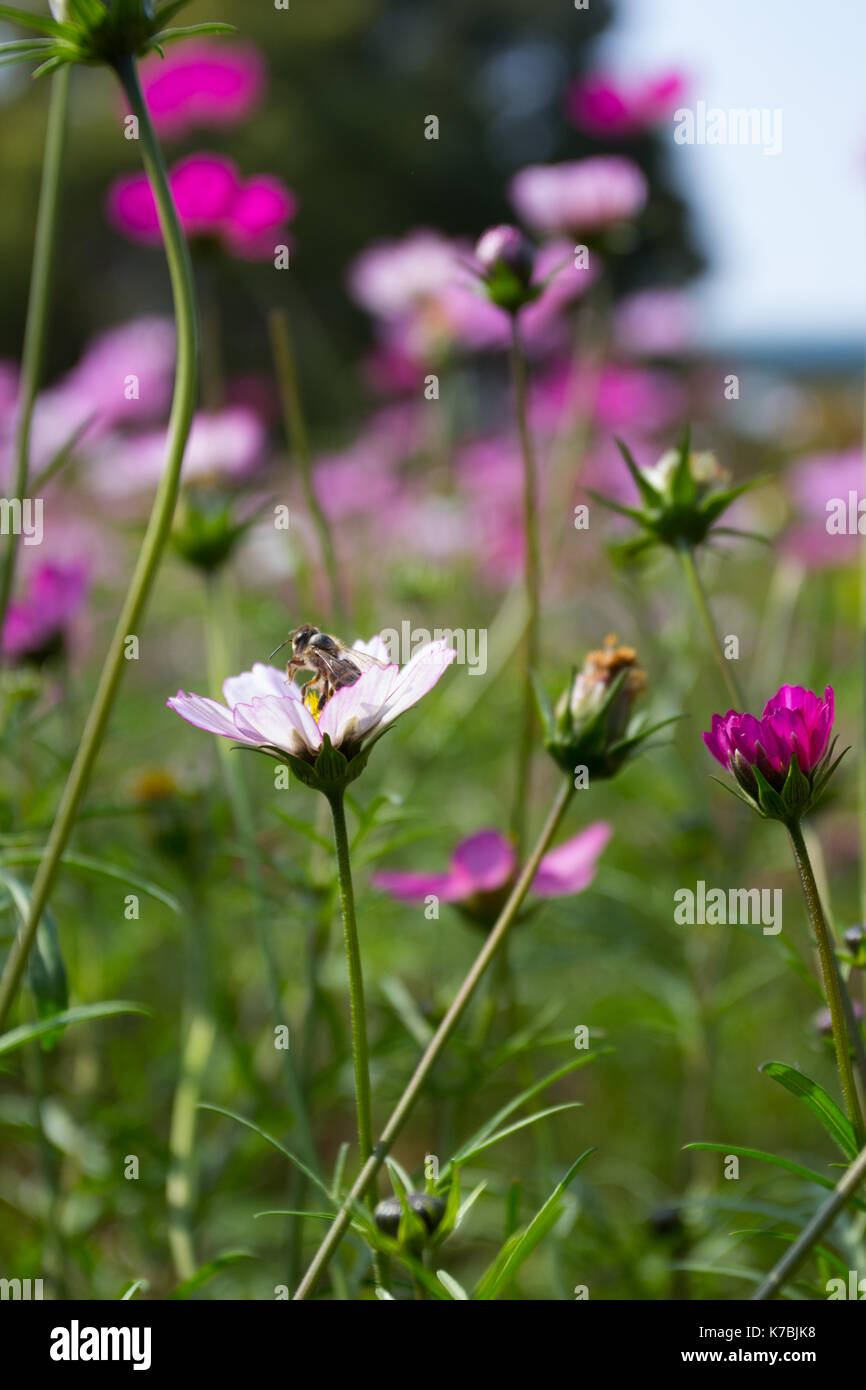 Calliopsis bee hi-res stock photography and images - Alamy