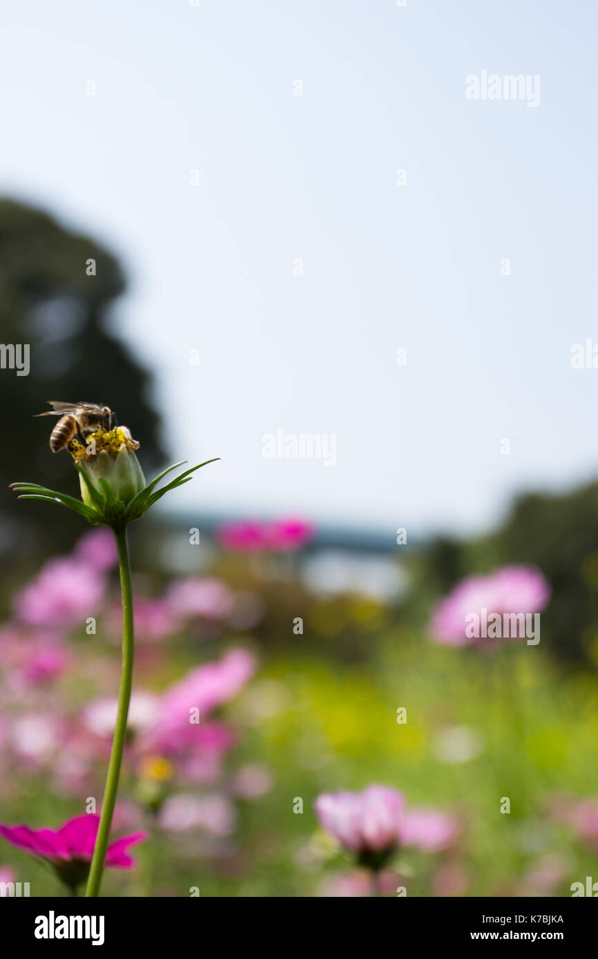 Calliopsis bee hi-res stock photography and images - Alamy